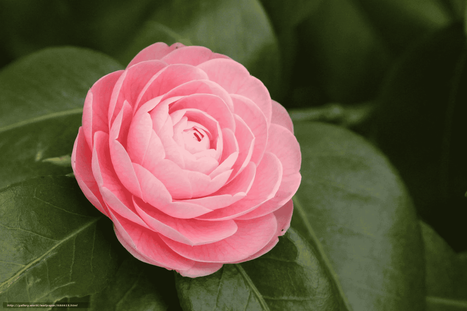 14 Beautiful Flowers That Represent Healing | allwaysflower