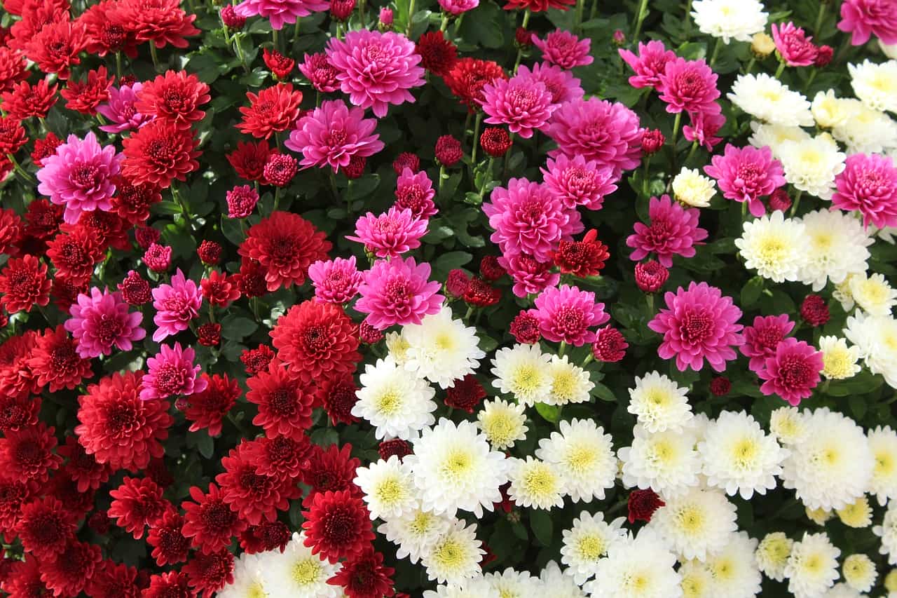 10 Top Flowers That Symbolize Wisdom | allwaysflower