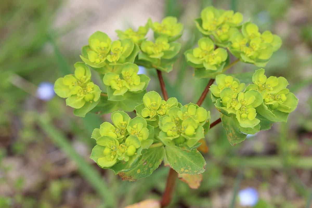 10 Top Flowers That Symbolize Wisdom | allwaysflower