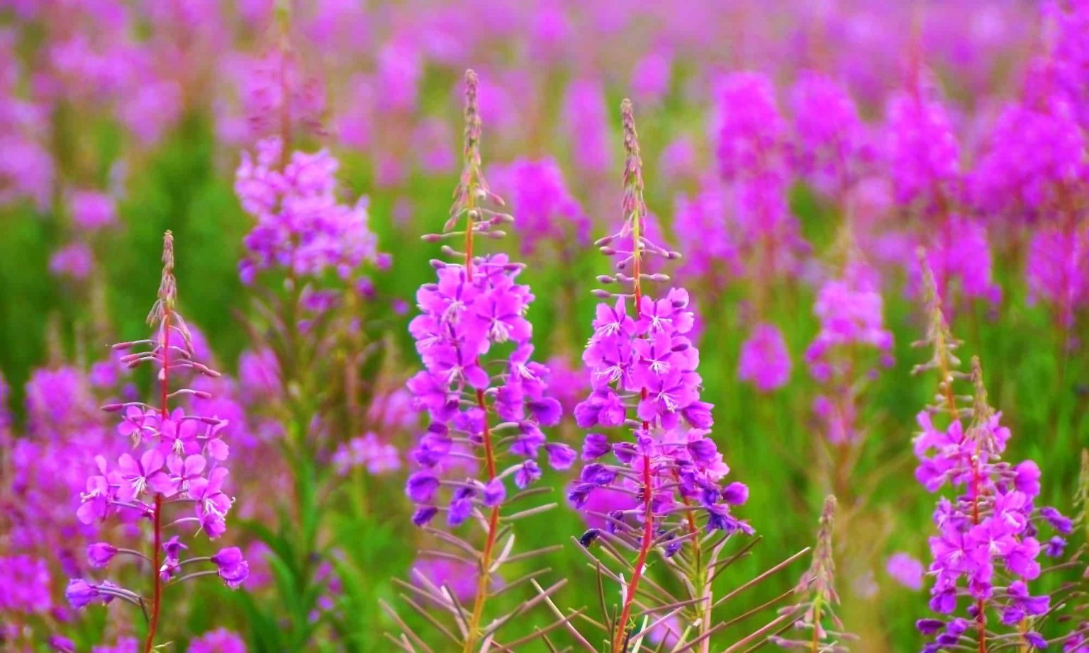18 Gorgeous Types of Pink Wildflowers | allwaysflower