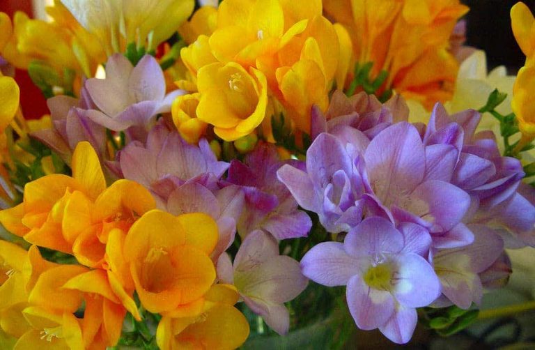 20 Flowers That Represent New Beginnings | allwaysflower