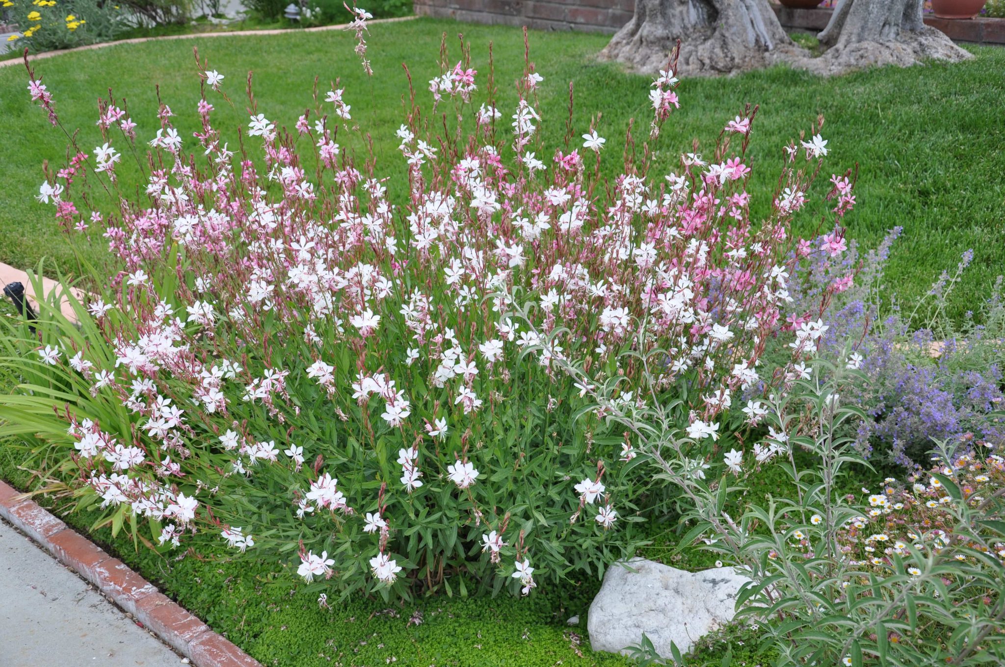 18 Gorgeous Types of Pink Wildflowers | allwaysflower