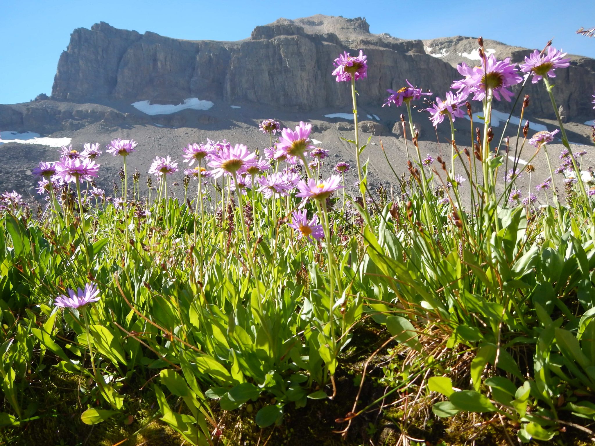 18 Gorgeous Types of Pink Wildflowers | allwaysflower