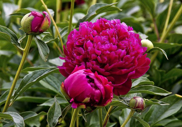 20 Flowers That Represent New Beginnings | allwaysflower