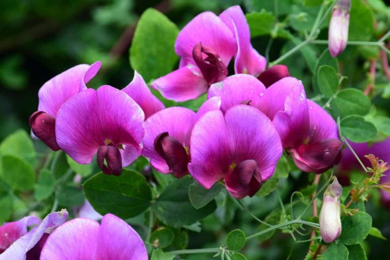 18 Gorgeous Types of Pink Wildflowers | allwaysflower