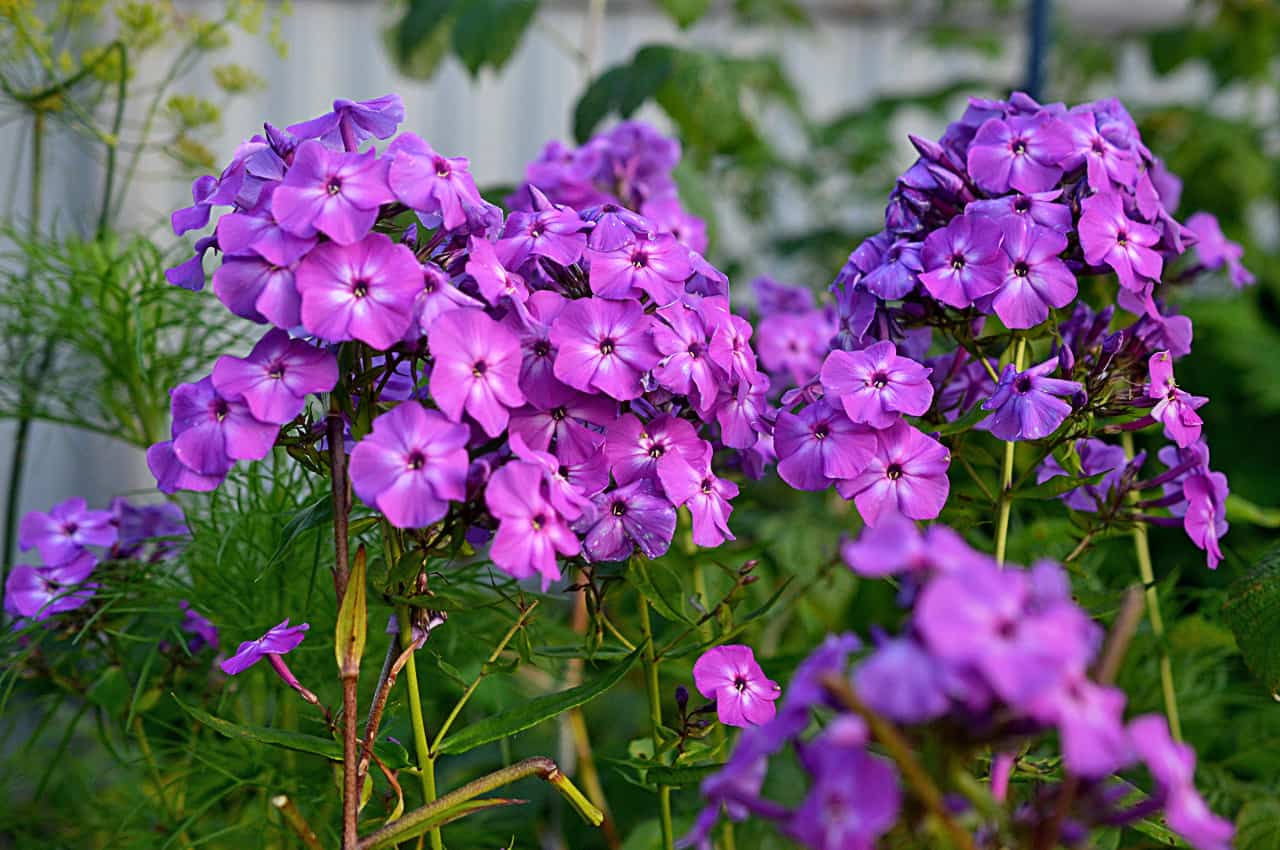 18 Gorgeous Types of Pink Wildflowers | allwaysflower
