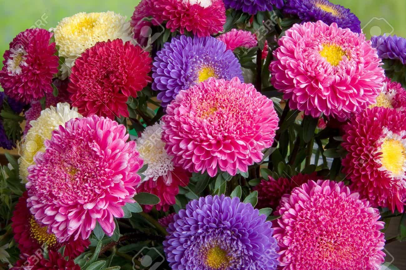 Top 18 Flowers That Symbolize and Represent Protection | allwaysflower