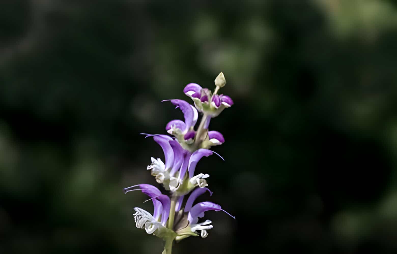 10 Top Flowers That Symbolize Wisdom | allwaysflower