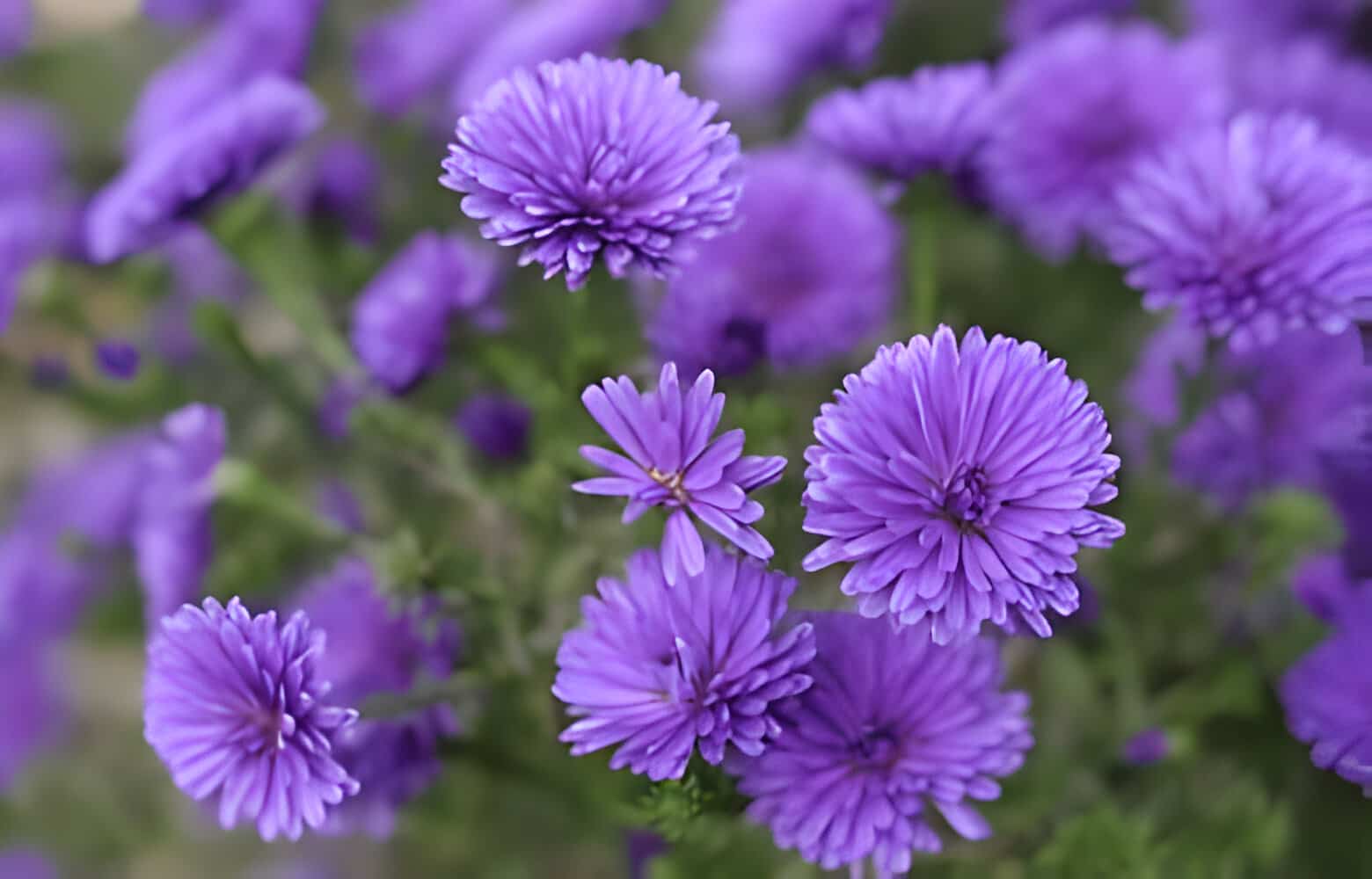 Meaning and Types Of Purple Flowers