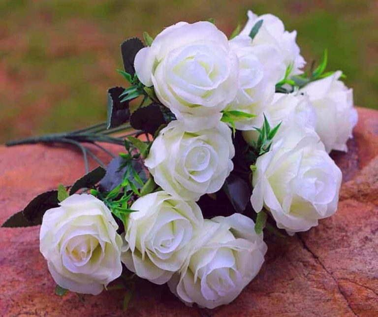 16 Gorgeous Apology Flowers: Best Way to Say Sorry | allwaysflower