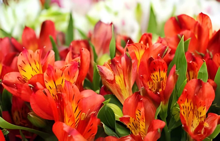 The Essential Guide to Red Flowers: Types & Meanings | allwaysflower