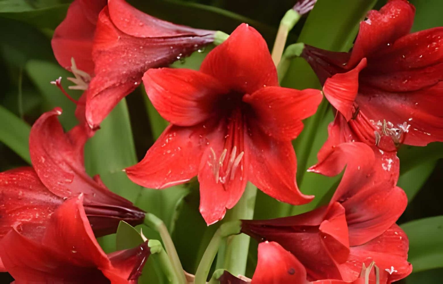 The Essential Guide to Red Flowers: Types & Meanings | allwaysflower