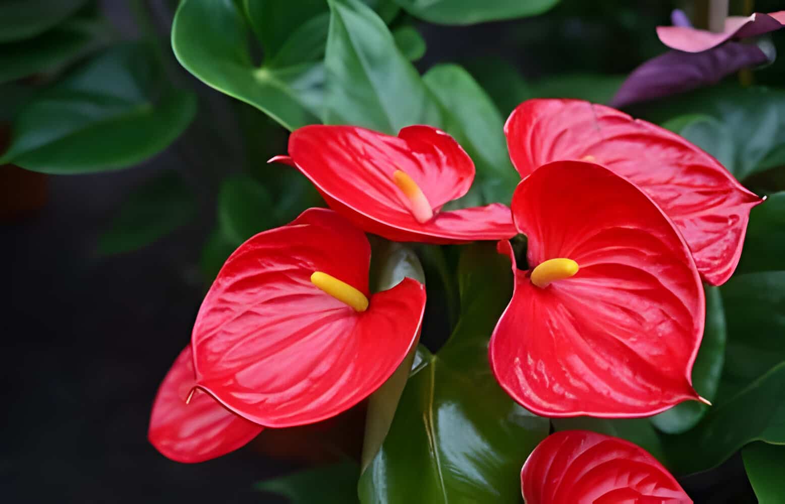 The Essential Guide to Red Flowers: Types & Meanings | allwaysflower