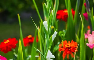The Essential Guide to Red Flowers: Types & Meanings | allwaysflower
