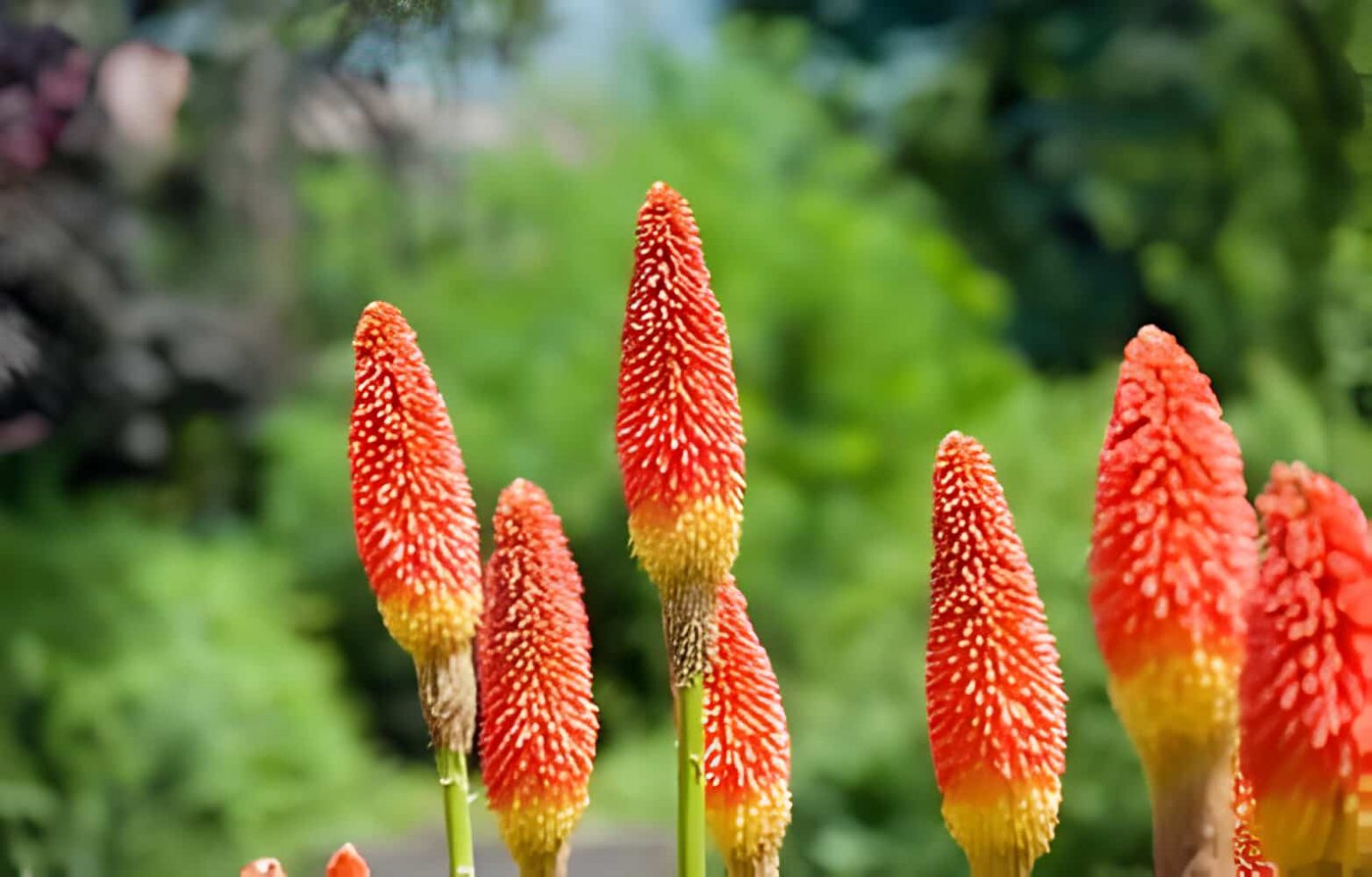 The Essential Guide to Red Flowers: Types & Meanings | allwaysflower