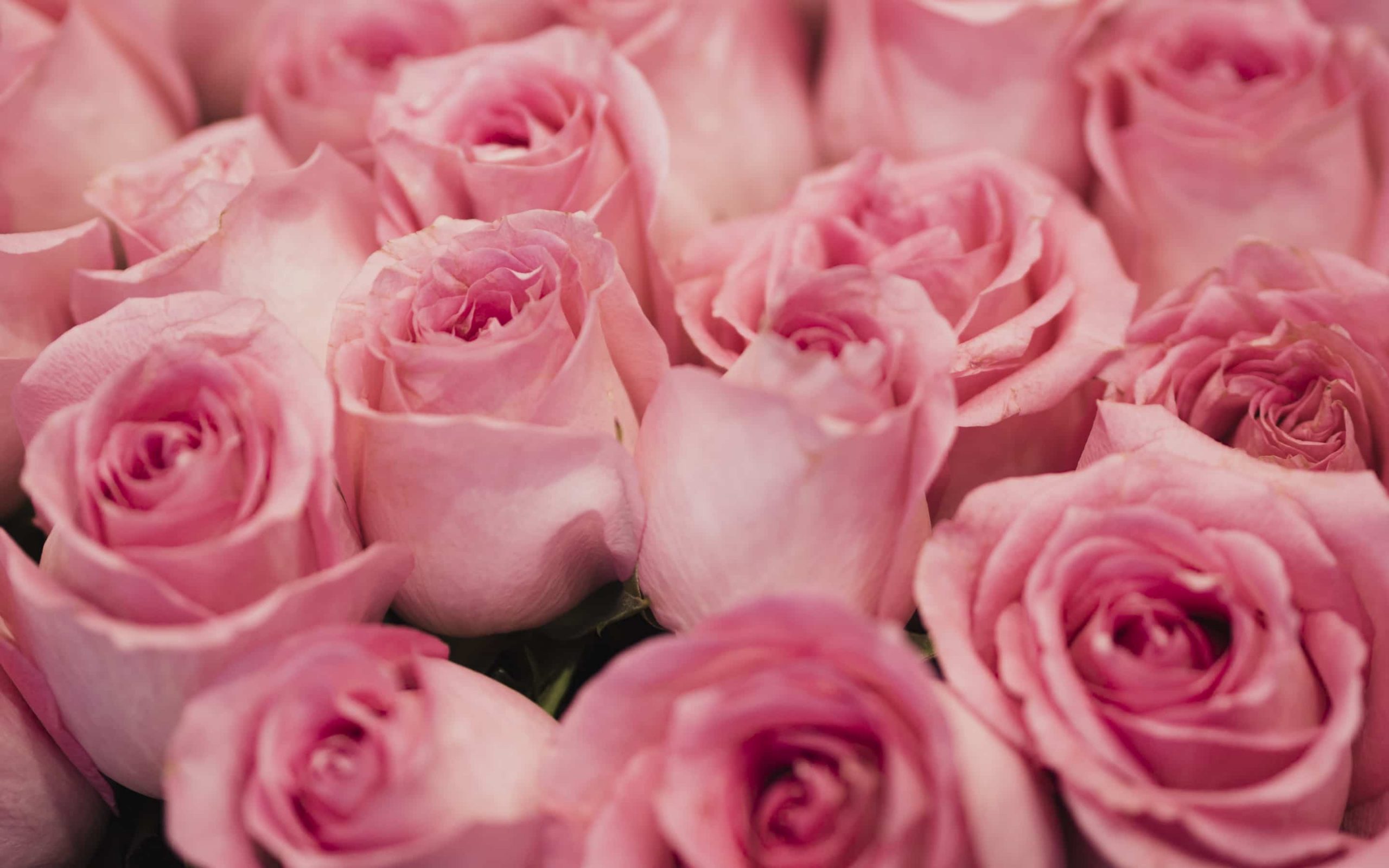 20 Types Of Pink Flowers and Their Meaning | allwaysflower
