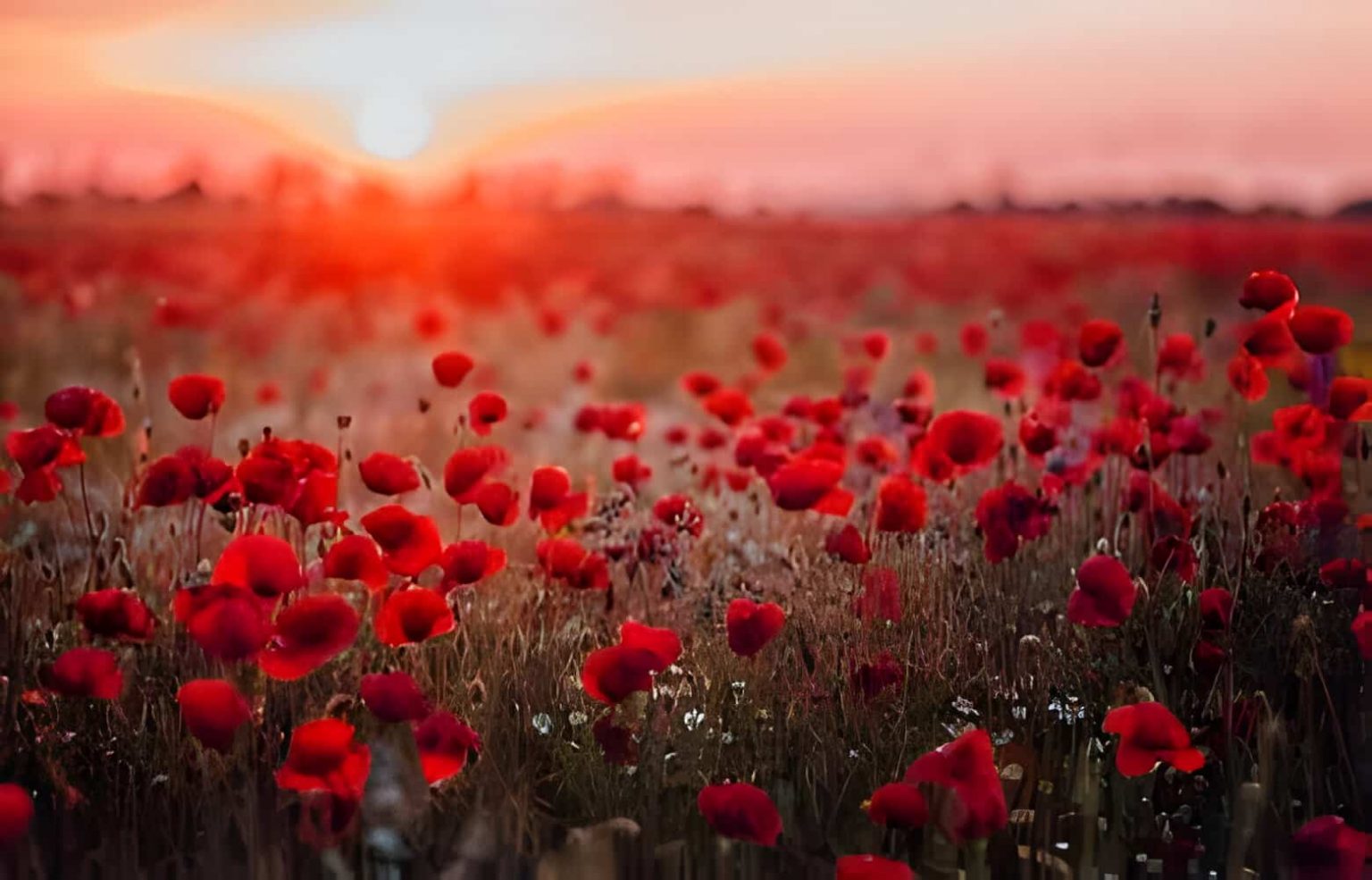 The Essential Guide to Red Flowers: Types & Meanings | allwaysflower