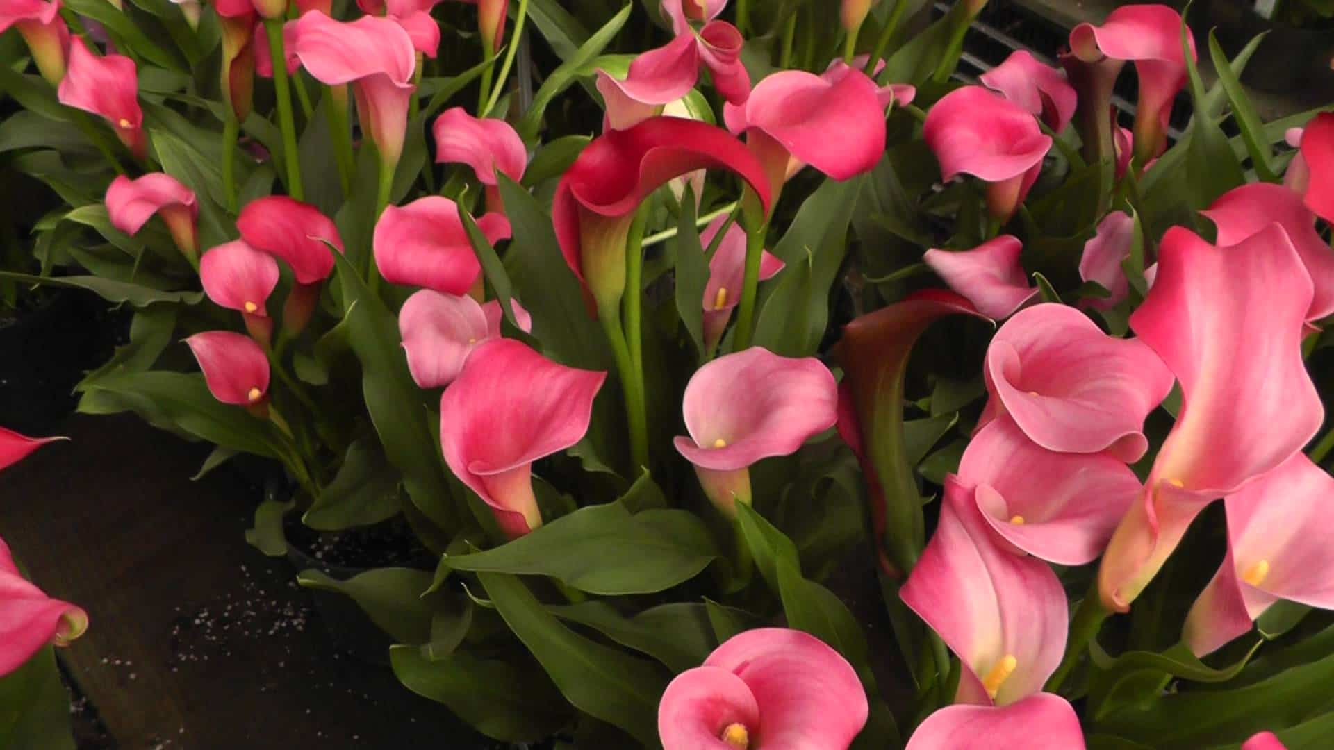 20 Types Of Pink Flowers and Their Meaning | allwaysflower