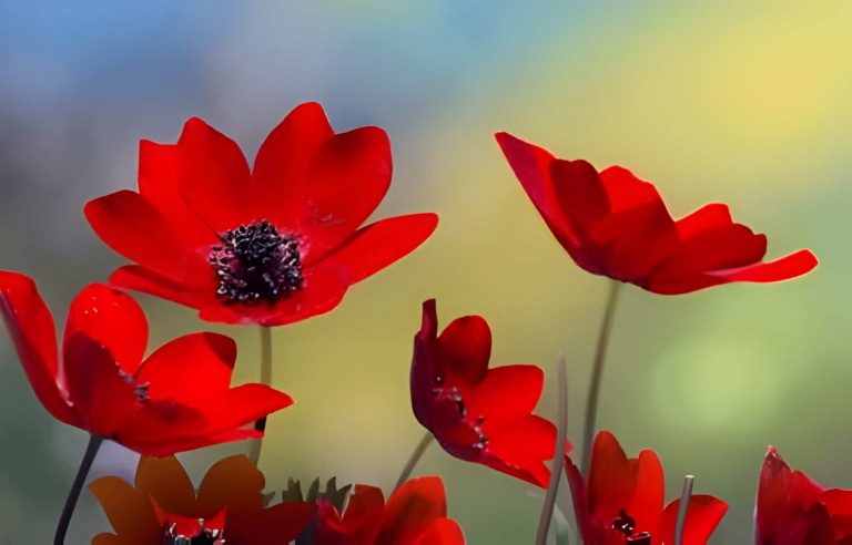 The Essential Guide to Red Flowers: Types & Meanings | allwaysflower