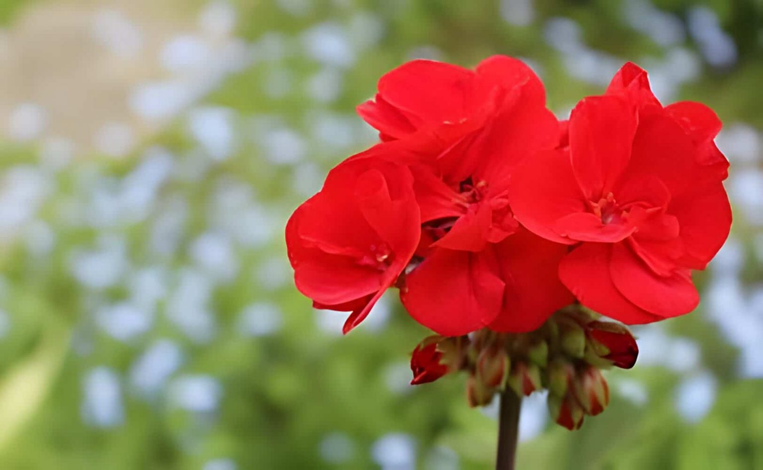 The Essential Guide to Red Flowers: Types & Meanings | allwaysflower