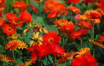 The Essential Guide to Red Flowers: Types & Meanings | allwaysflower