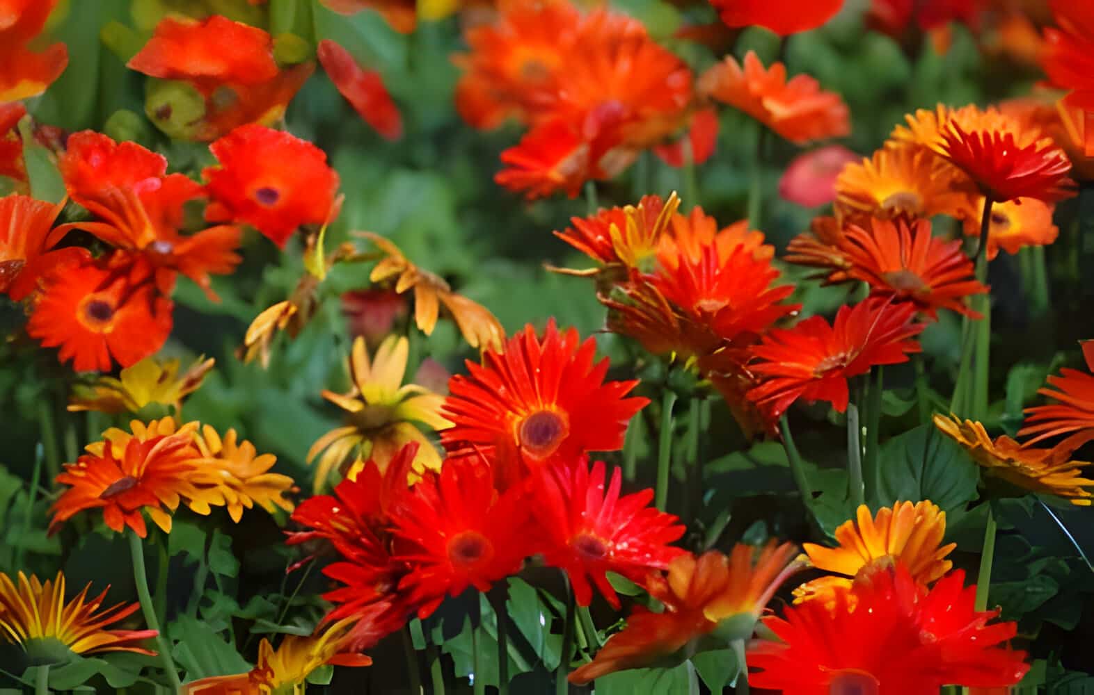 The Essential Guide to Red Flowers: Types & Meanings | allwaysflower