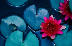 The Essential Guide to Red Flowers: Types & Meanings | allwaysflower