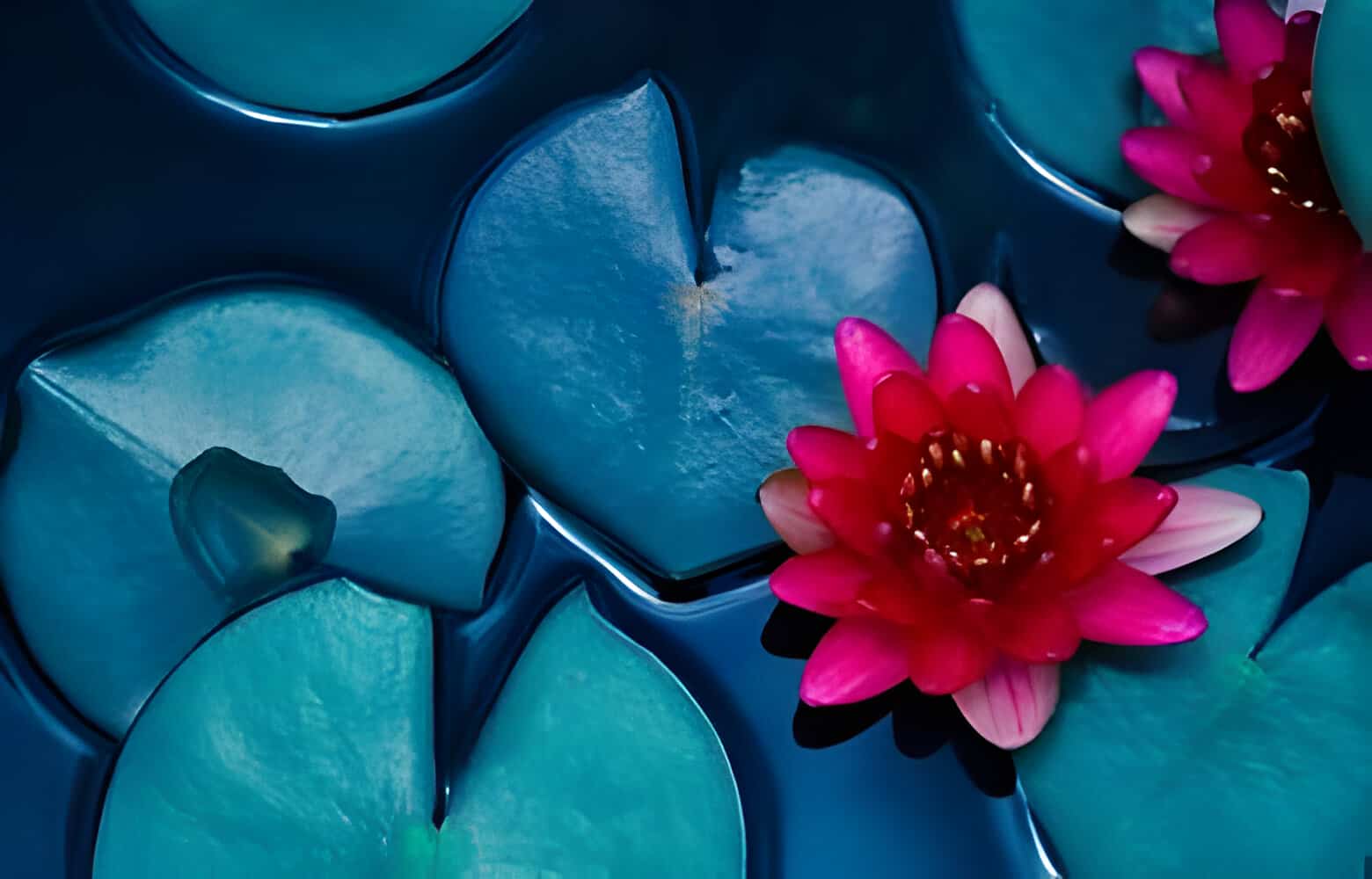 The Essential Guide to Red Flowers: Types & Meanings | allwaysflower