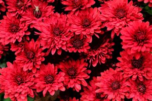 The Essential Guide to Red Flowers: Types & Meanings | allwaysflower