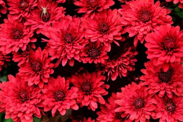The Essential Guide to Red Flowers: Types & Meanings | allwaysflower