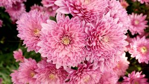 20 Types Of Pink Flowers and Their Meaning | allwaysflower