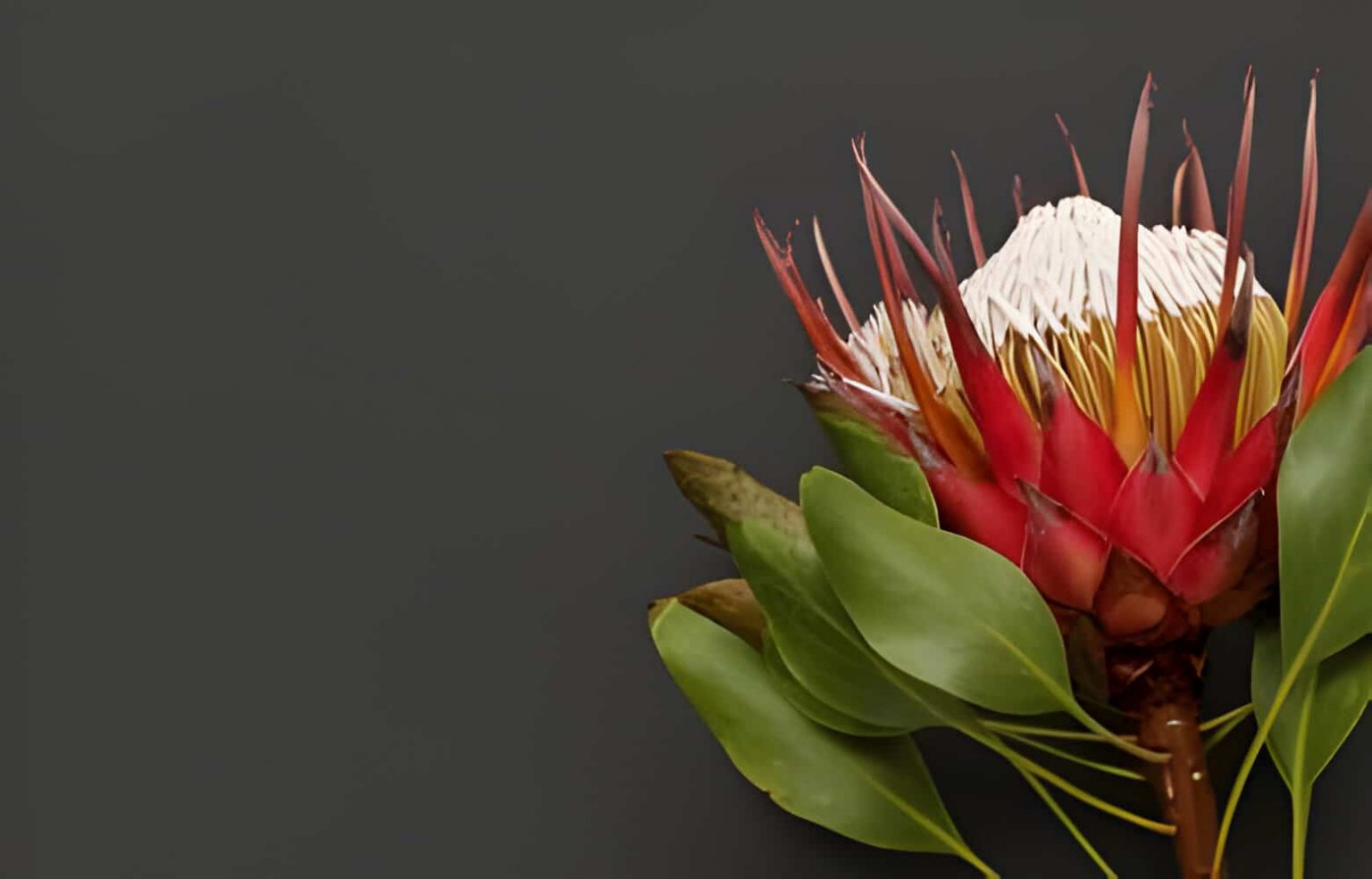 The Essential Guide to Red Flowers: Types & Meanings | allwaysflower