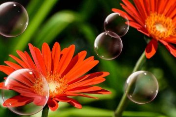 The Essential Guide to Red Flowers: Types & Meanings | allwaysflower