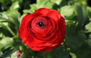 The Essential Guide to Red Flowers: Types & Meanings | allwaysflower