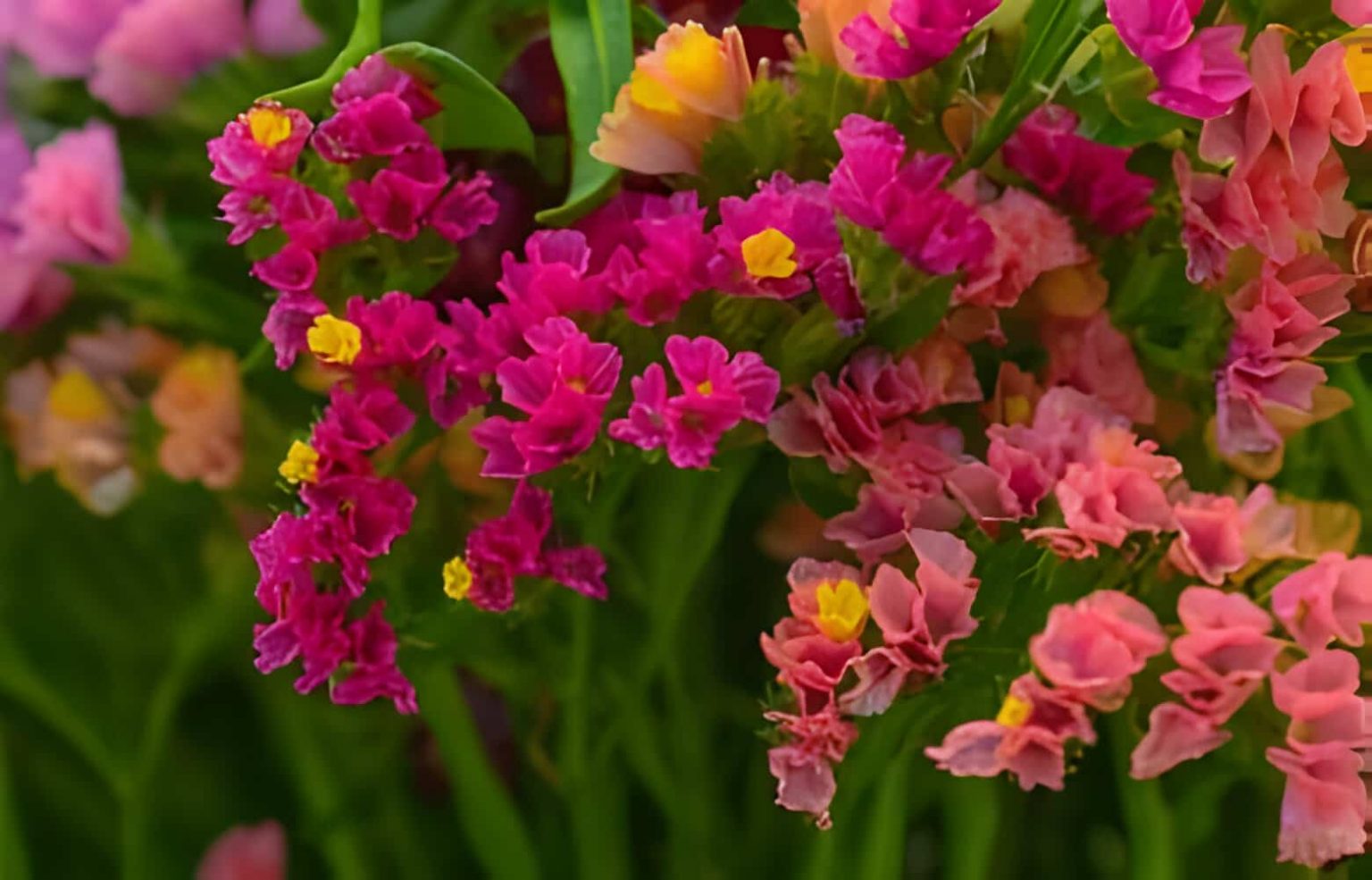 Statice Flower Meaning and Symbolism | allwaysflower