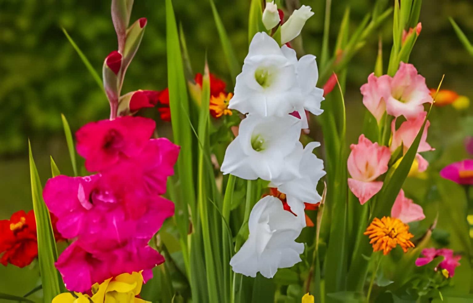 The Gladiolus Flower: Meanings, Images & Insights | allwaysflower