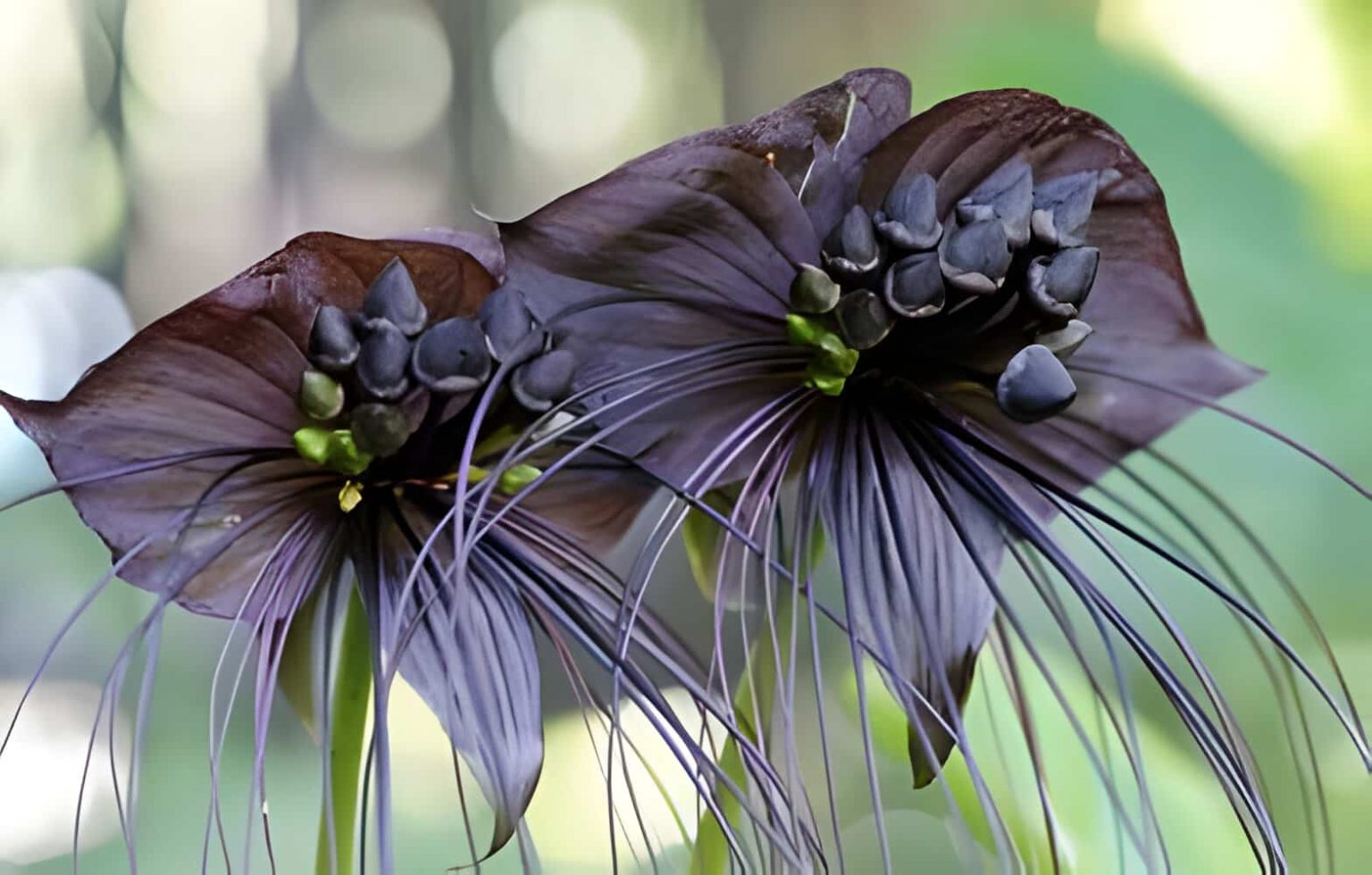 The 15 Most Expensive Flowers in the World in 2024 | allwaysflower