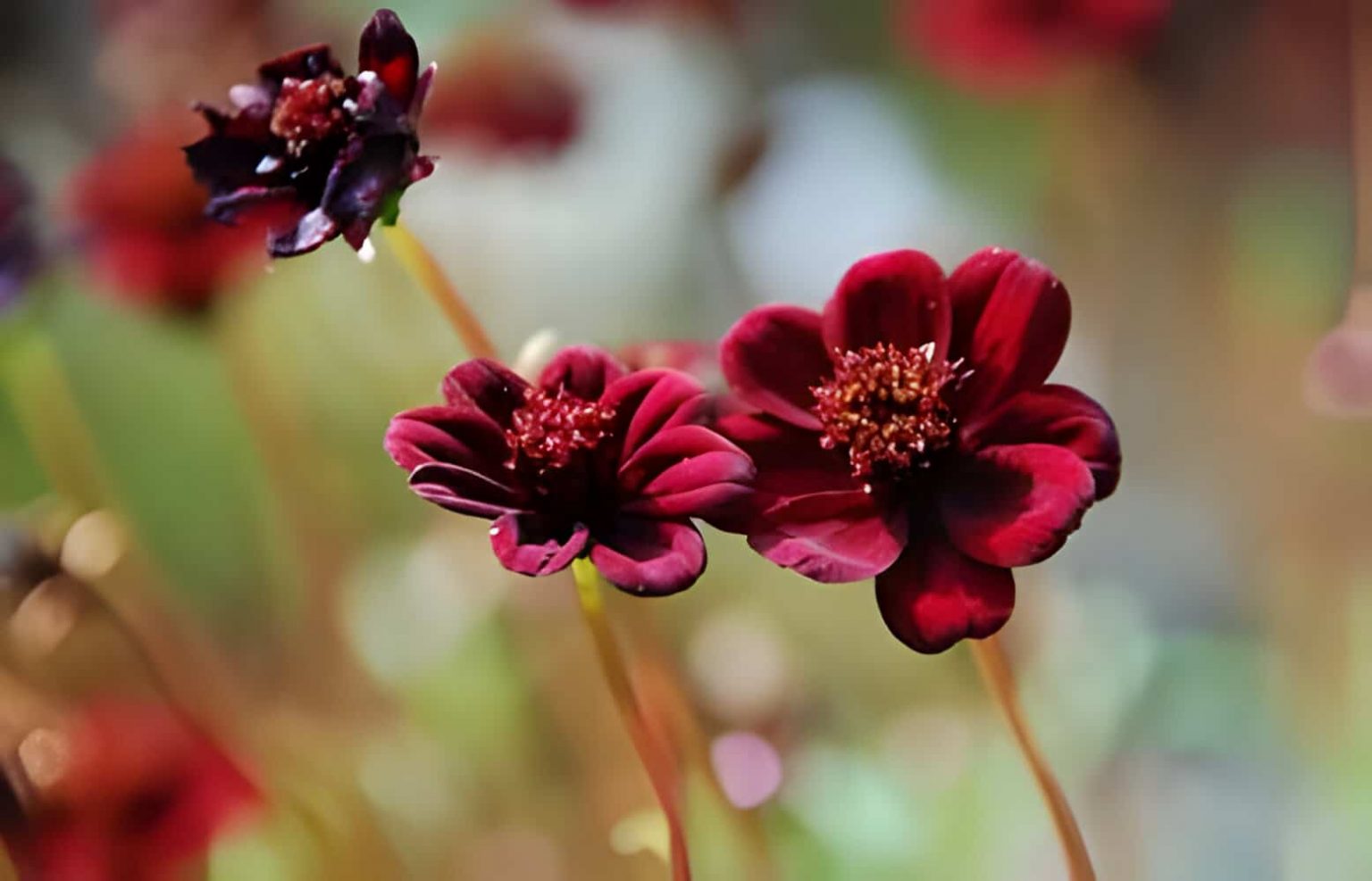 The 15 Most Expensive Flowers in the World in 2024 | allwaysflower