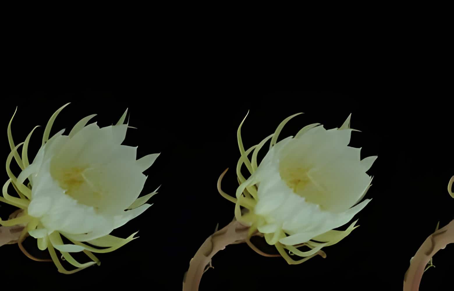 The 14 Rarest Flowers in the World: A Journey into Botanical Rarity ...