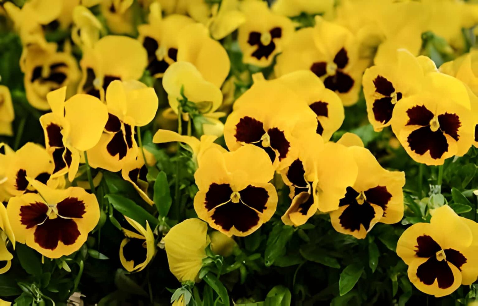 27 Types of Yellow Flowers & Their Meanings