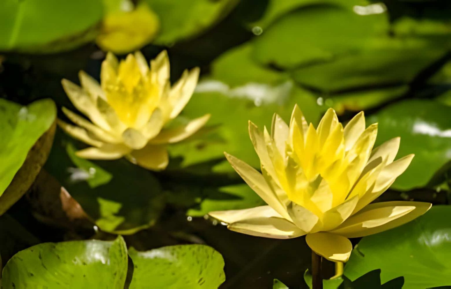 27 Types of Yellow Flowers & Their Meanings