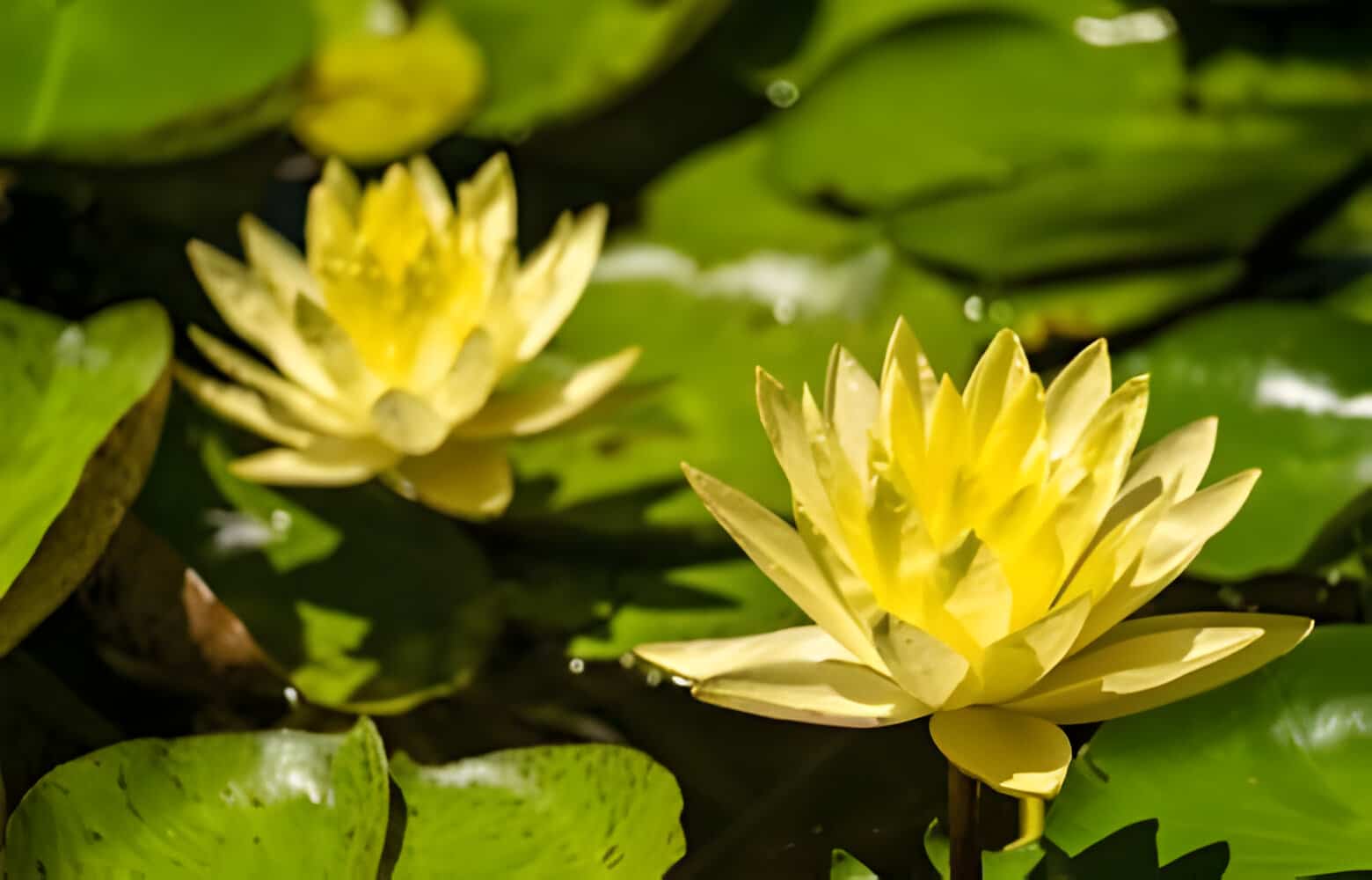 27 Types of Yellow Flowers & Their Meanings