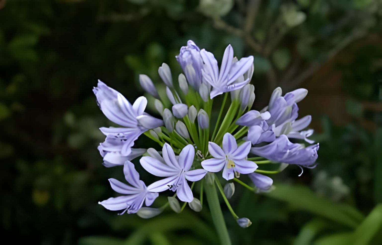 The Meaning of Blue Flowers & Types by Season