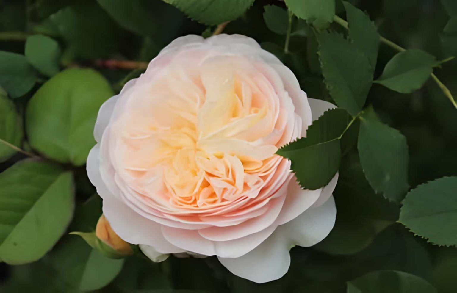 The 14 Rarest Flowers in the World: A Journey into Botanical Rarity ...