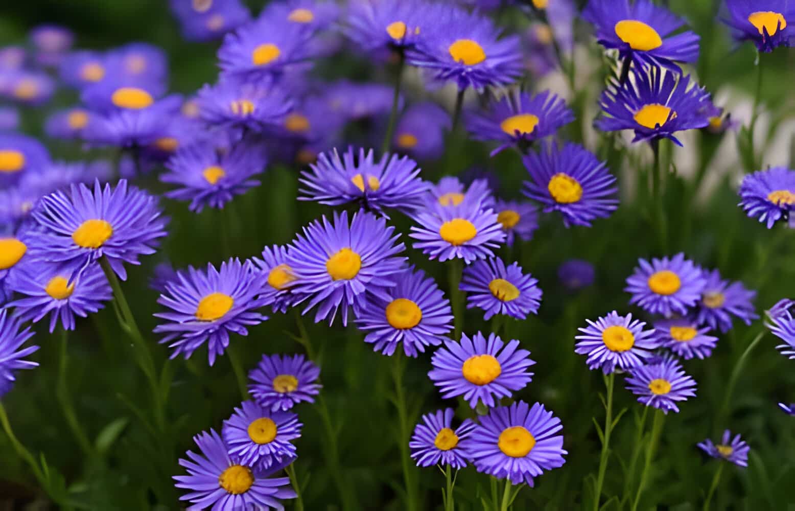 Aster Flower Meaning - Beauty, Myth, and Mystery | allwaysflower