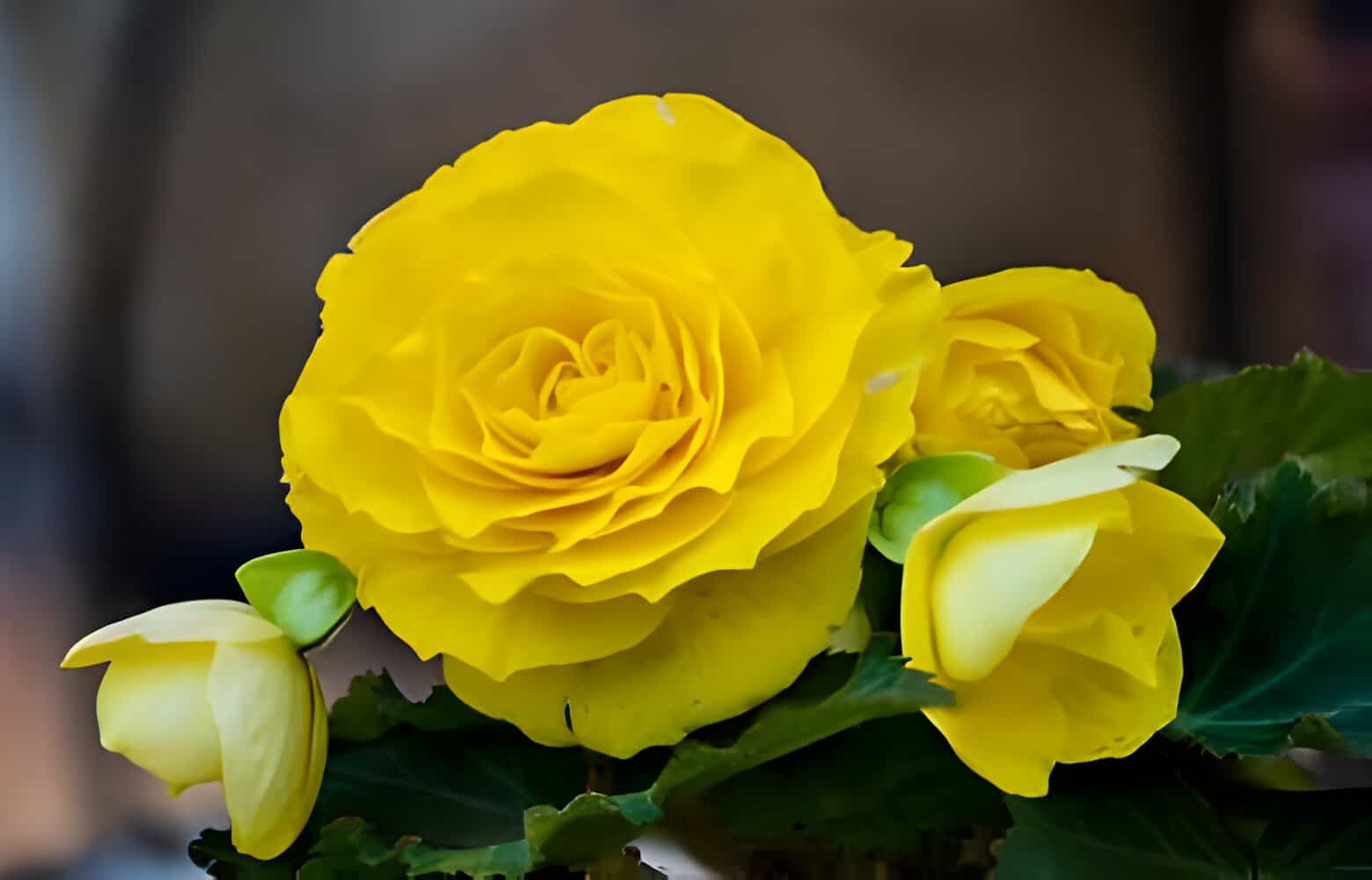 27 Types of Yellow Flowers & Their Meanings