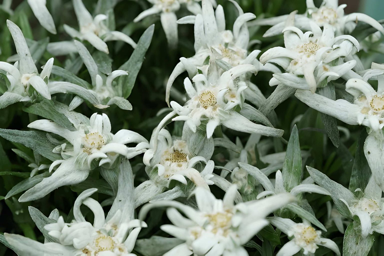 How to Grow and Care for Edelweiss Flower | allwaysflower