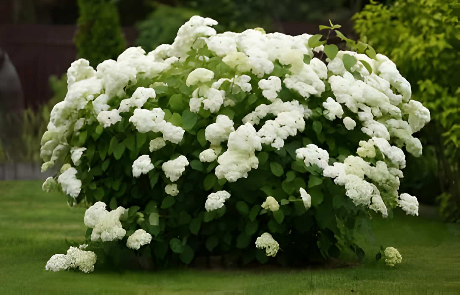 Hydrangea Meaning and Symbolism | allwaysflower