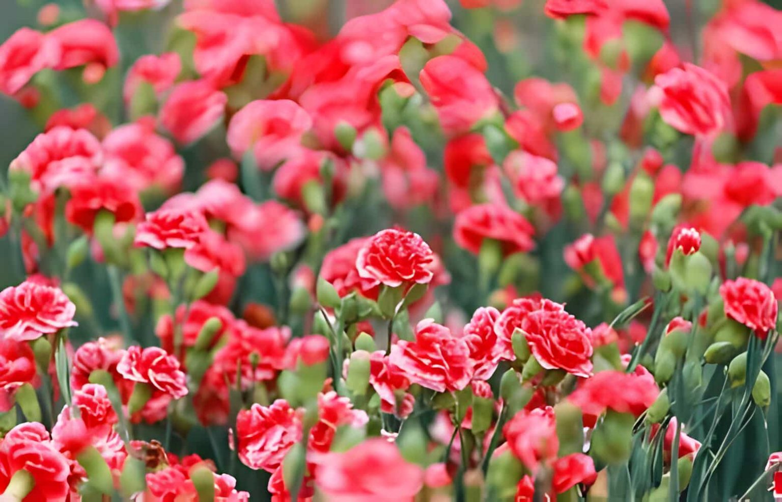 Red Carnation Meaning and Symbolism | allwaysflower