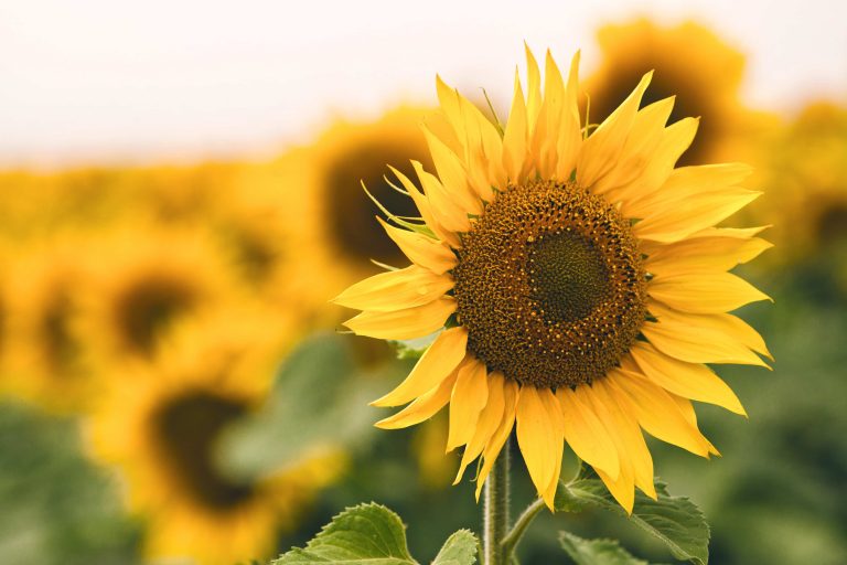 Sunflower Meaning and Symbolism | allwaysflower